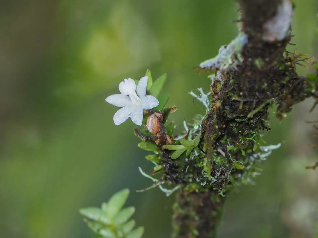 Jejewoodia jiewhoei from Kinabalu Park, Ranau, Sabah, Malaysia on July ...