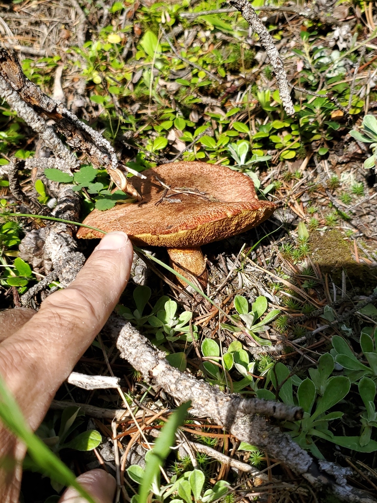 Western Painted Suillus from Fergus, Montana, United States on July 15 ...