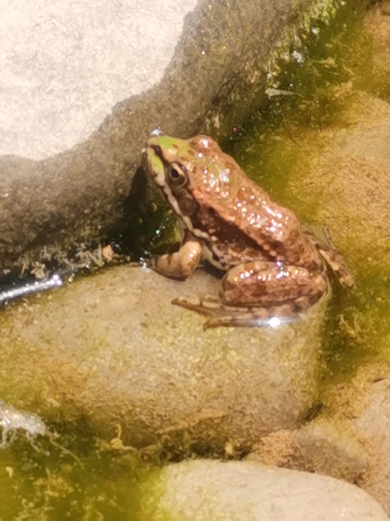 Sahara Frog from Kalaat M'Gouna, Morocco on August 03, 2022 at 12:46 PM ...