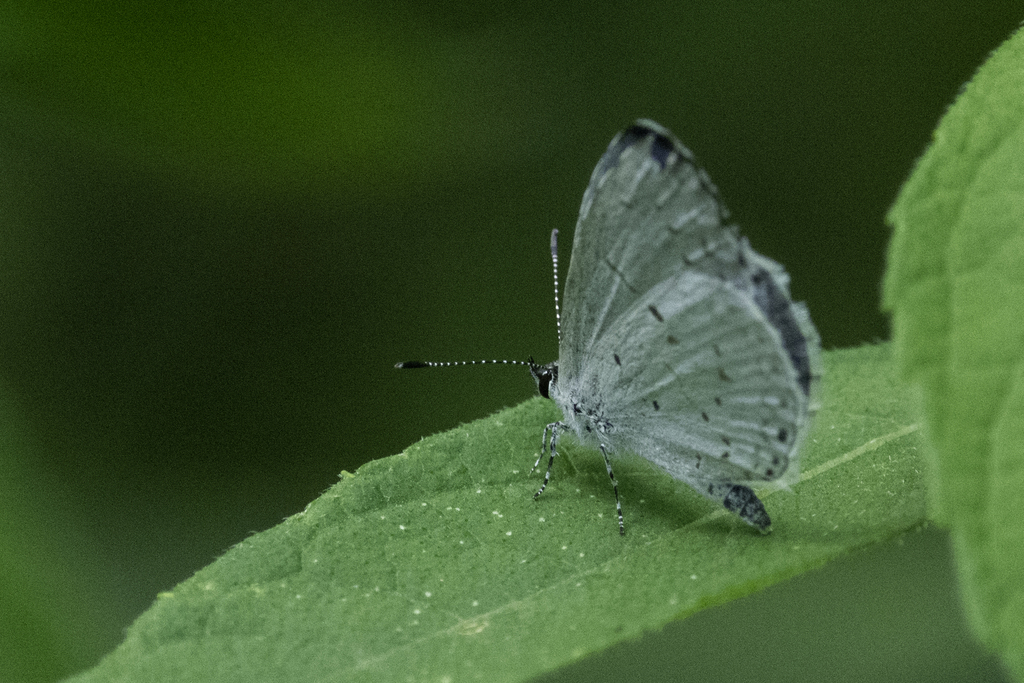 Summer Azure from Wayne County, OH, USA on July 22, 2022 at 12:32 PM by ...