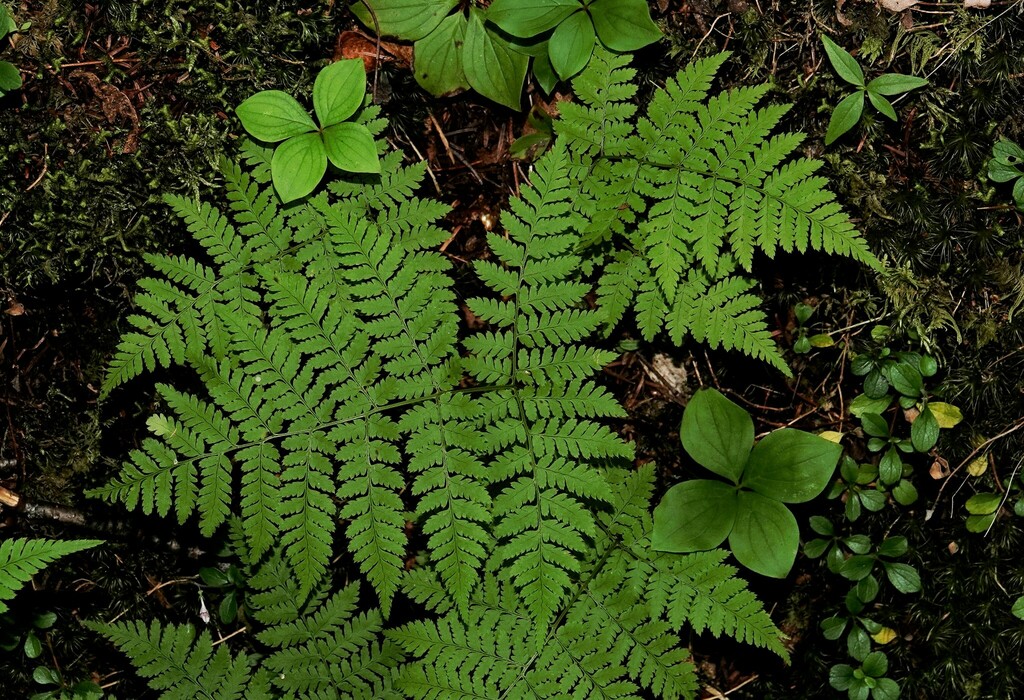 mountain wood fern from Newfoundland and Labrador A0K 4N0, Canada on ...
