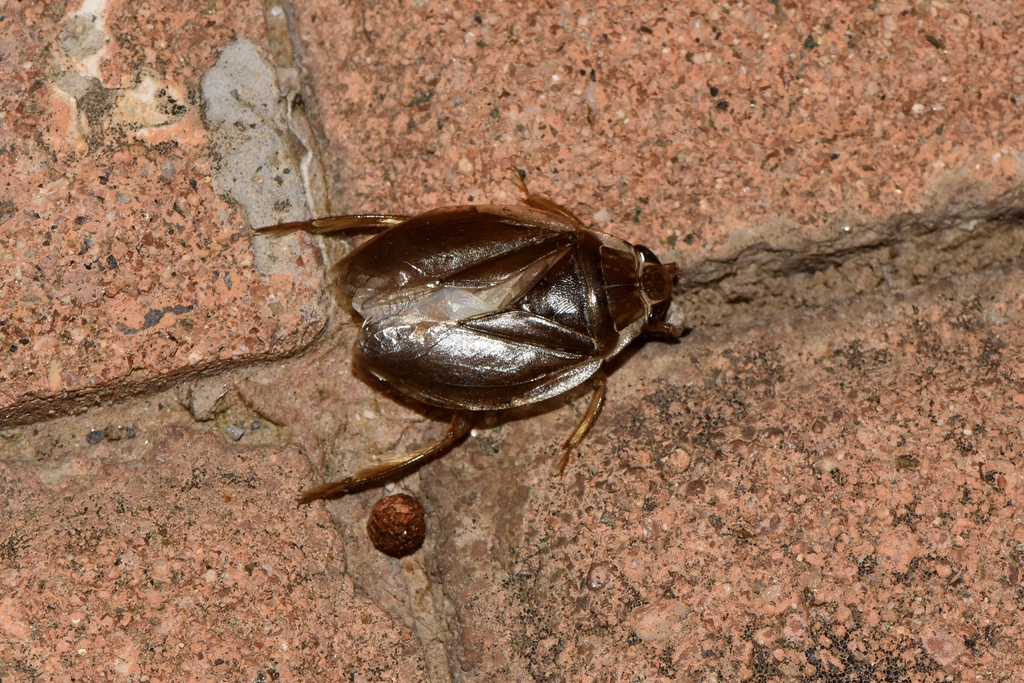 Diplonychus from Zhengzhou, Henan, China on July 31, 2022 at 09:07 PM ...