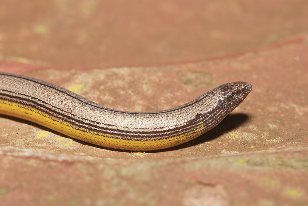 California Legless Lizard (Reptiles and Amphibians of the Presidio ...