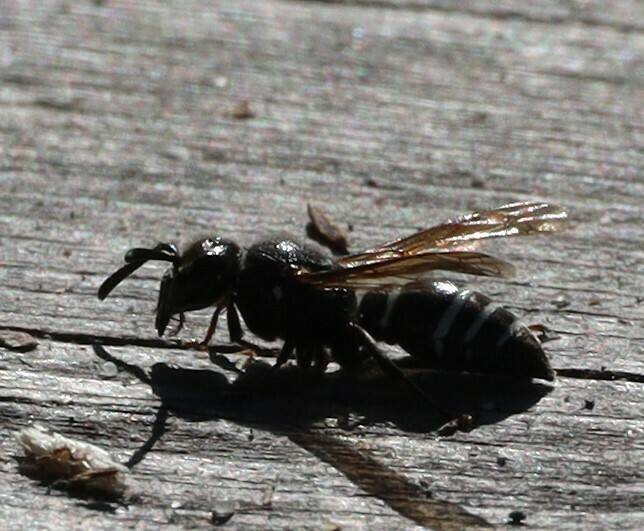 White-banded Potter Wasp from Massey Acres on August 2, 2022 at 05:33 ...