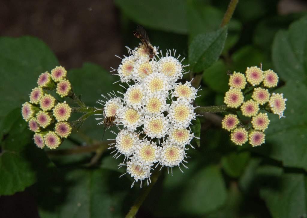 Crofton Weed from Monterey County, CA, USA on July 20, 2018 at 10:14 AM ...