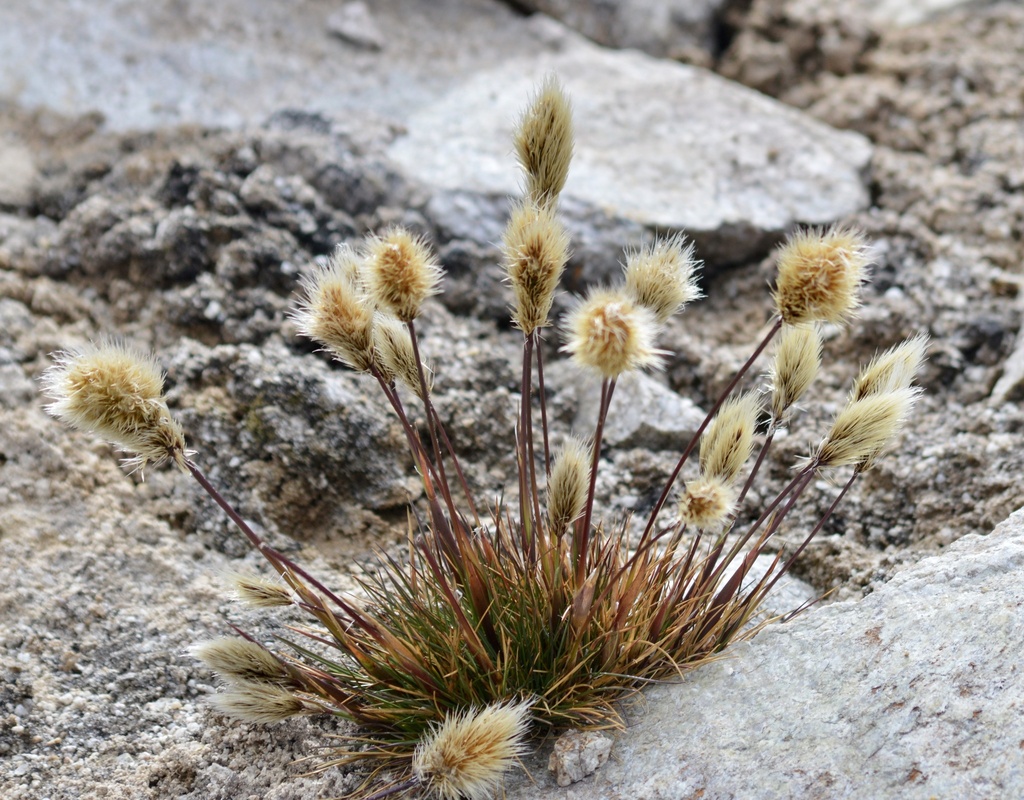 Poeae from Departamento de Cusco, PE on July 08, 2022 at 03:55 PM by ...