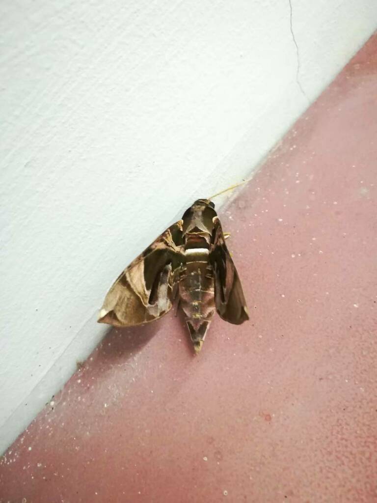 Jade Hawkmoth from 501 Stirling Rd, 新加坡 148951 on August 03, 2022 at 09 ...