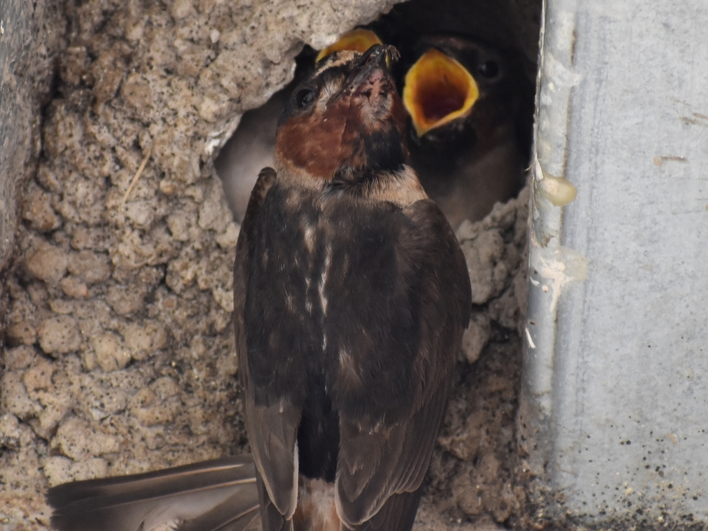 Cliff Swallow from West Rouge, Toronto, ON M1C, Canada on August 01 ...