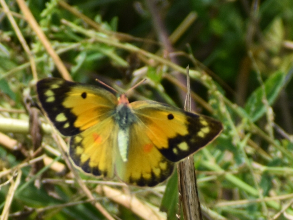 Orange Sulphur from West Rouge, Toronto, ON M1C, Canada on August 1 ...