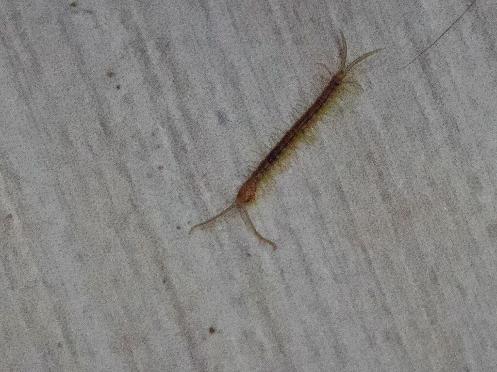 Common Desert Centipede from 24213 N 23rd Way, Phoenix, AZ 85024, USA ...