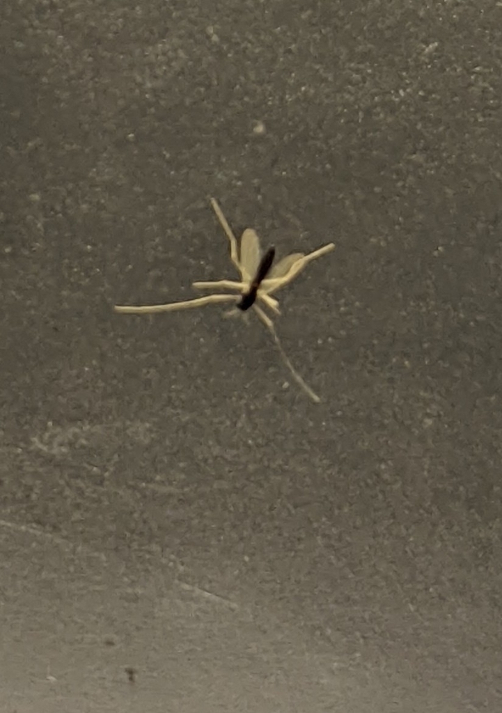 Non-biting Midges from Indian Lake, NY 12842, USA on August 1, 2022 at ...