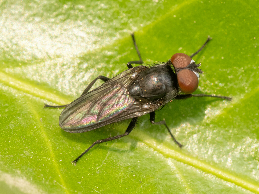 Morinia from peking university on April 29, 2022 at 11:44 AM by ttimmy ...