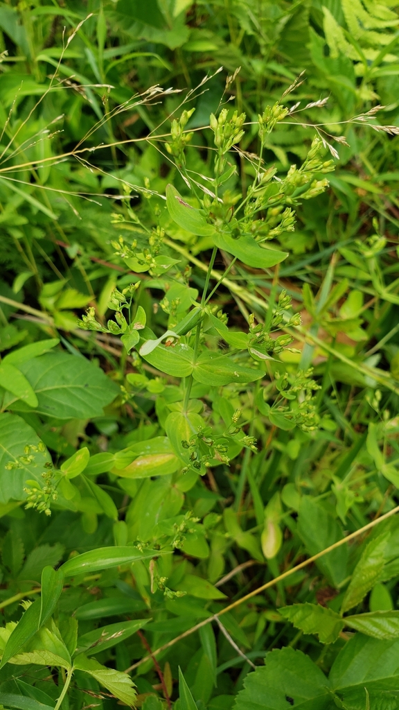 Dwarf St. John's Wort from Sleepy Hollow, NY 10591, USA on July 28 ...