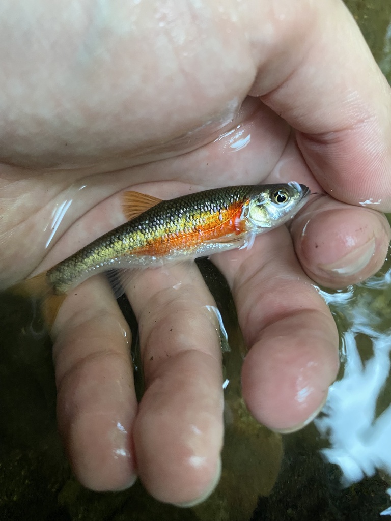 Rosyside Dace in August 2022 by Cole Tiemann · iNaturalist