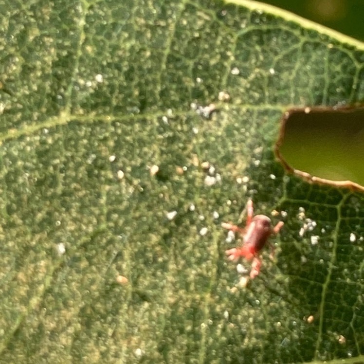 Trombidiform Mites from EwA at Horn Pond on August 03, 2022 by ...