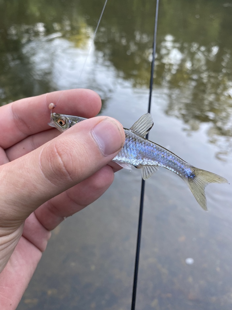 Satinfin Shiners in August 2022 by Cole Tiemann · iNaturalist
