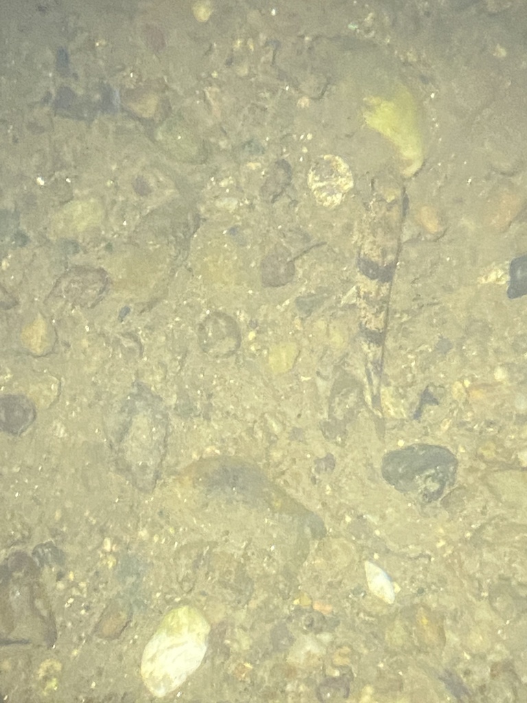 Northern Hog Sucker in August 2022 by Cole Tiemann · iNaturalist