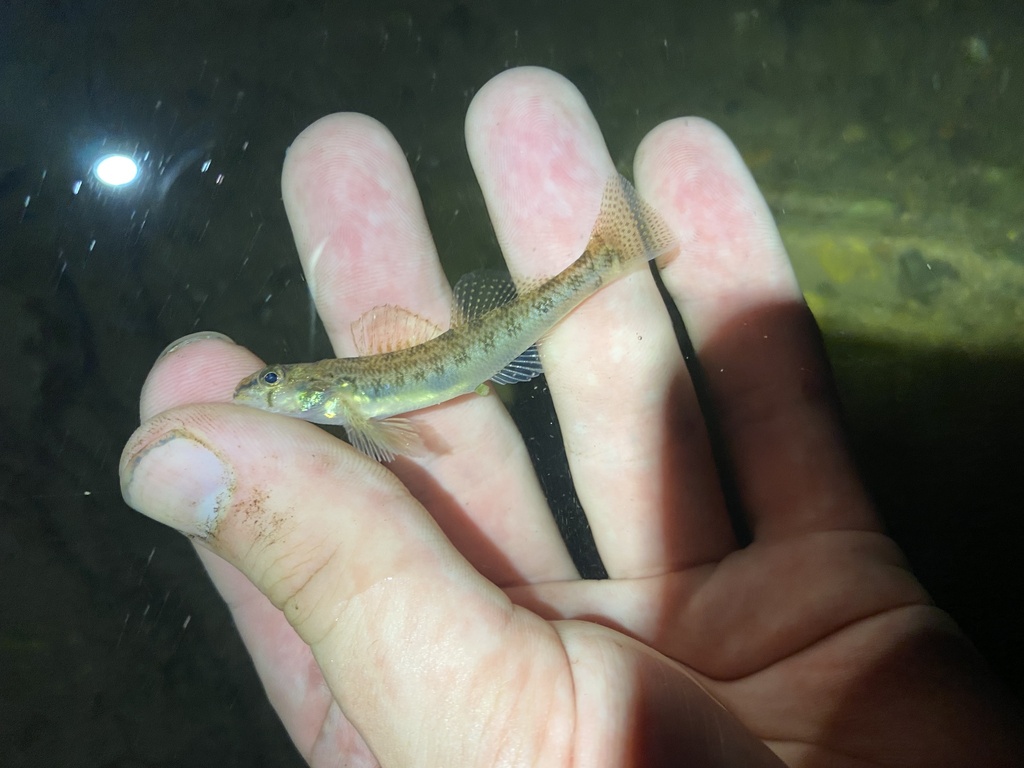 Tessellated Darter in August 2022 by Cole Tiemann · iNaturalist