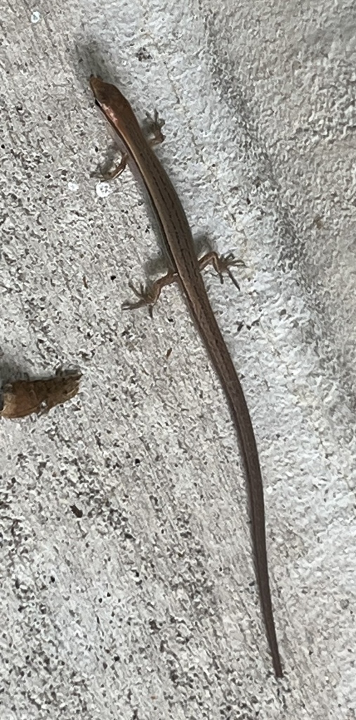 Little Brown Skink from Lake Rhapsody Dr, Corpus Christi, TX, US on ...