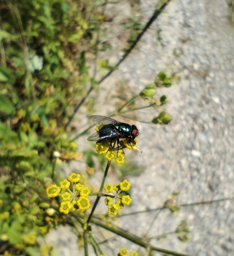 Blow Flies from 2279, Bulgaria on July 25, 2022 at 03:23 PM by Harukano ...
