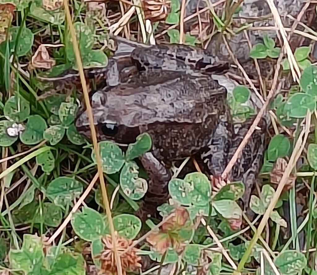 European Common Frog from Sygehusenheden (Nyborg Kommune), 5800 Nyborg ...