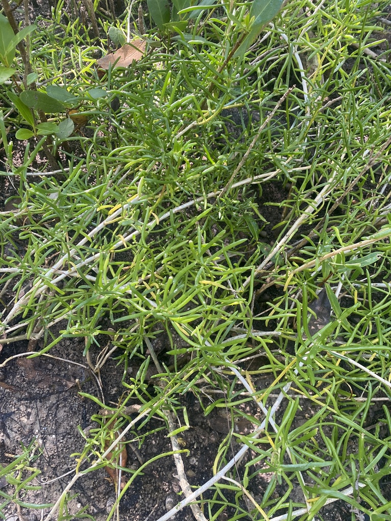 Saltwort from Jim Neville Marine Preserve, FL, US on August 3, 2022 at ...
