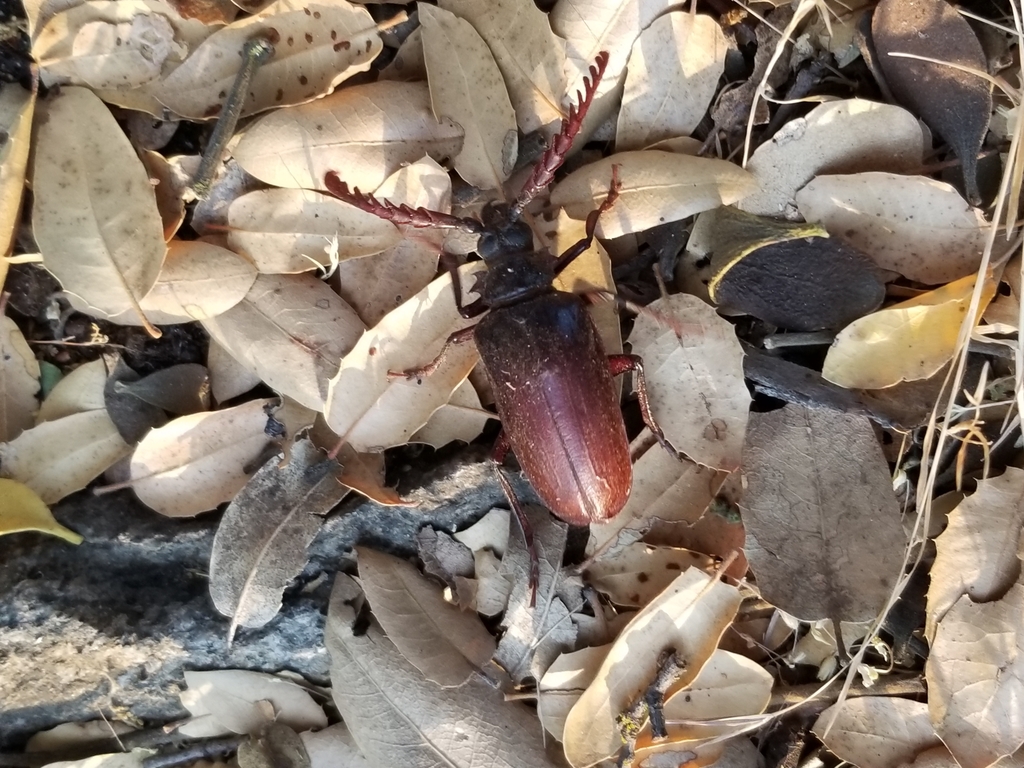 California Root Borer Beetle from Bootjack, CA 95338, USA on August 03 ...