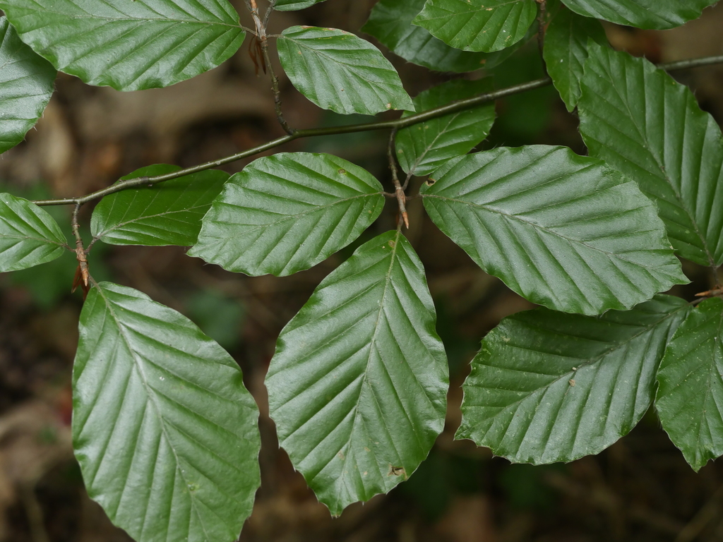 European beech from Berlin, Berlin, Germany on August 01, 2022 at 02:37 ...