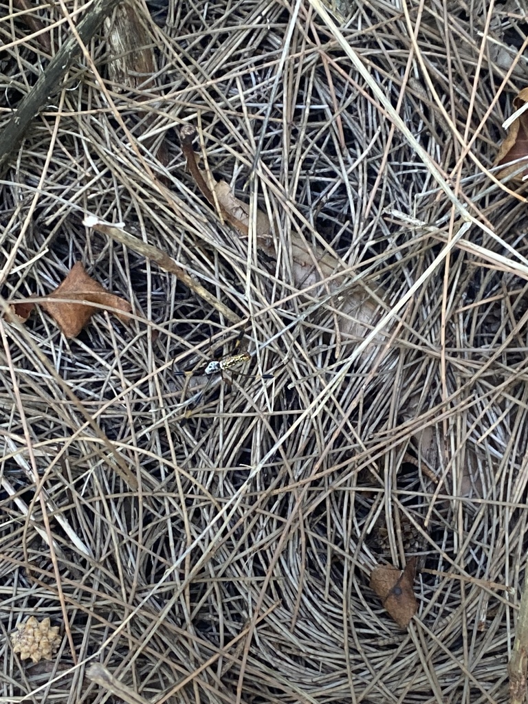 Golden Silk Spider from Jim Neville Marine Preserve, FL, US on August 3 ...