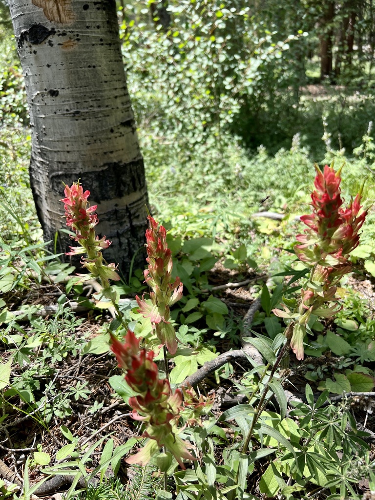 giant red Indian paintbrush from White River National Forest ...