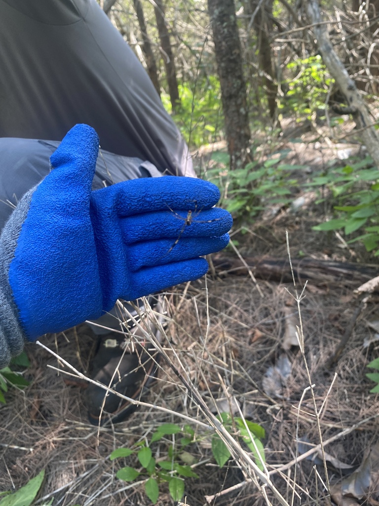 Golden Silk Spider from Jim Neville Marine Preserve, FL, US on August 3 ...
