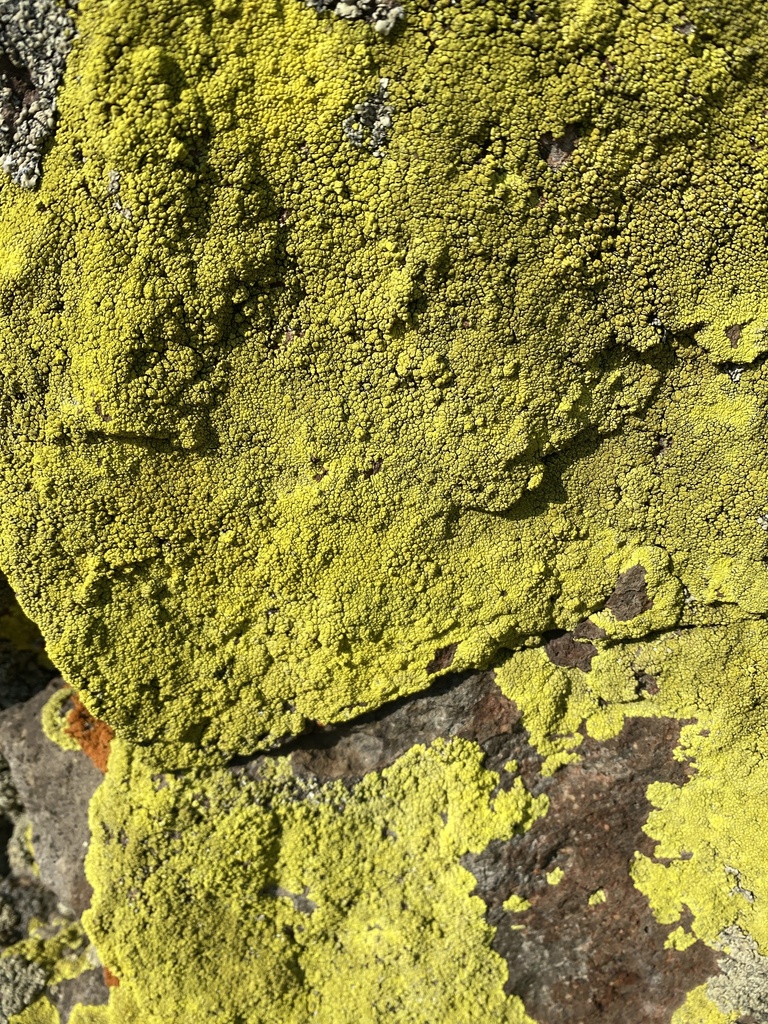 Gold Cobblestone Lichens from Blaine County, US-ID, US on August 02 ...