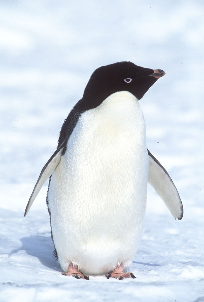 Adelie Penguin in December 2001 by Greg Lasley. Adelie Penguin Cape ...
