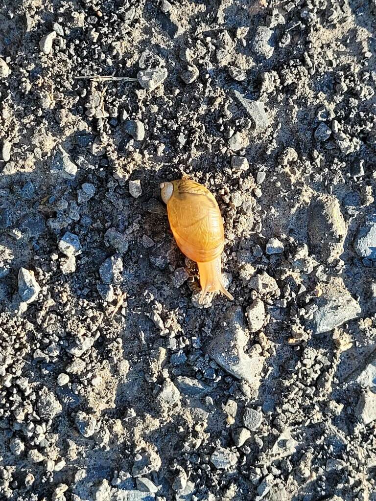 Amber Snails from Boucherville, QC, Canada on July 30, 2022 at 07:10 AM ...