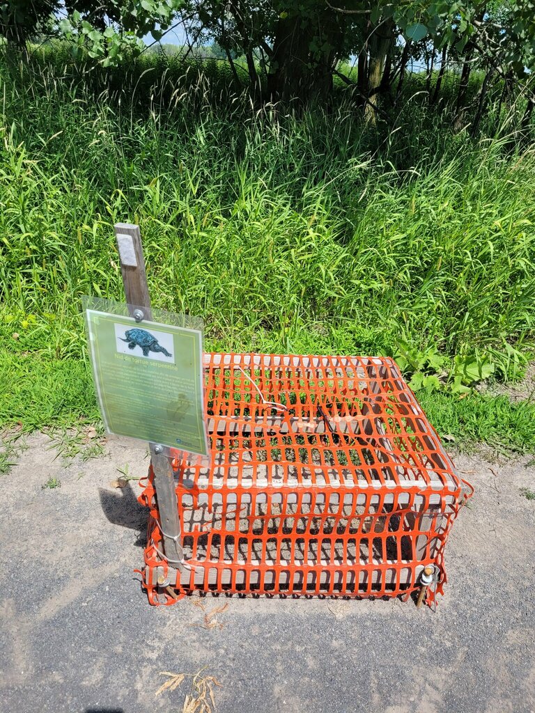 Common Snapping Turtle from Boucherville, QC, Canada on July 31, 2022 ...