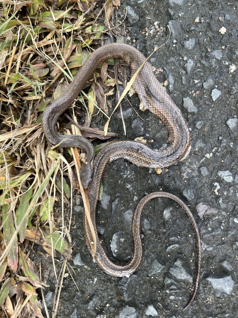 Puerto Rican Racer from Puerto Rico, Cayey, Puerto Rico, US on July 31 ...
