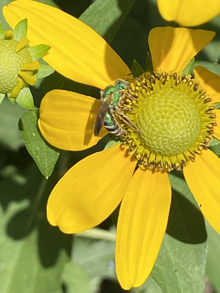 Striped Sweat Bees from Hickory St, Emerald Isle, NC, US on August 03 ...