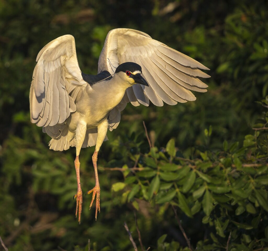 Black-crowned Night-Heron from 4002 S Tamiami Trail via, Annex Rd ...