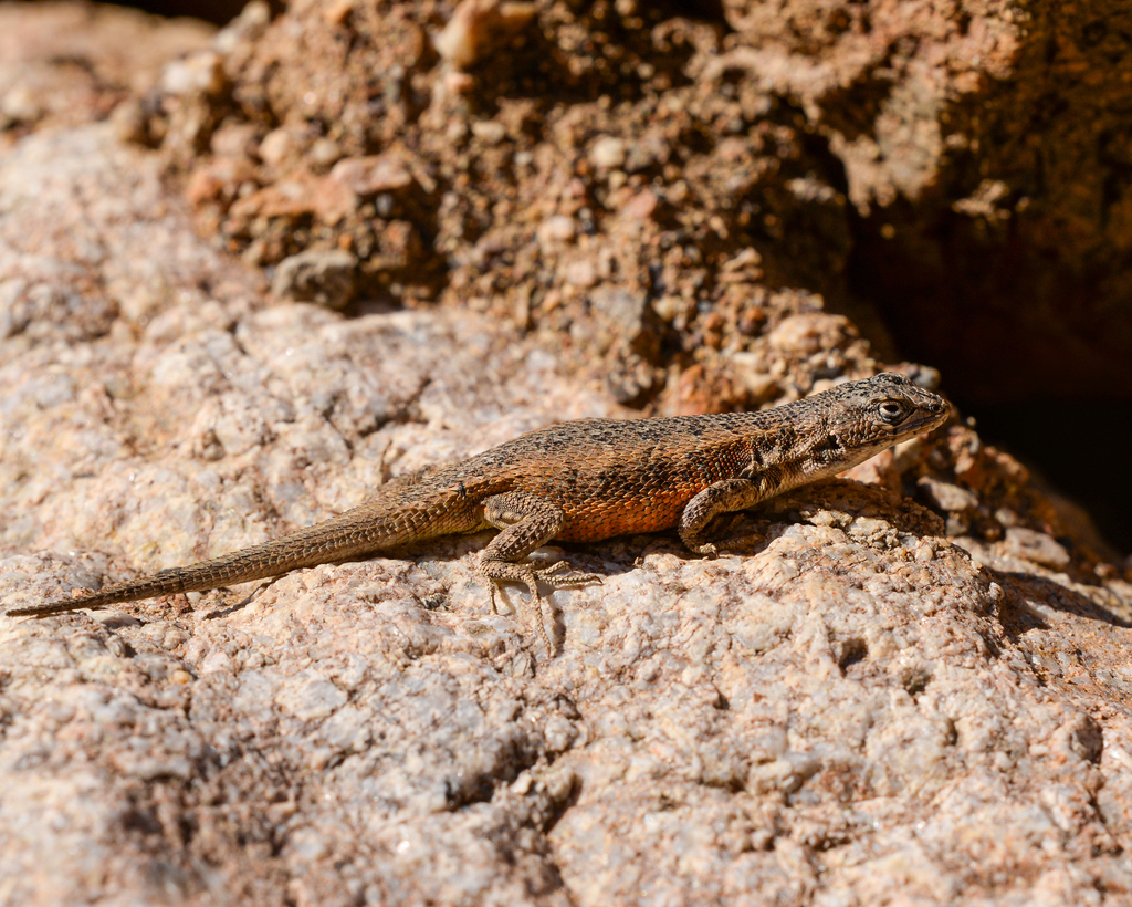 Braided Smooth-throated Lizard from Parque Nacional Pan de Azúcar ...
