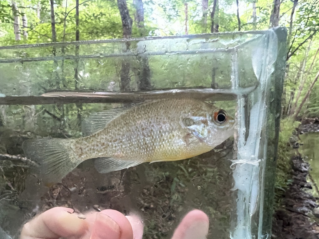 Orangespotted Sunfish from DeKalb, Alabama, United States on July 22 ...