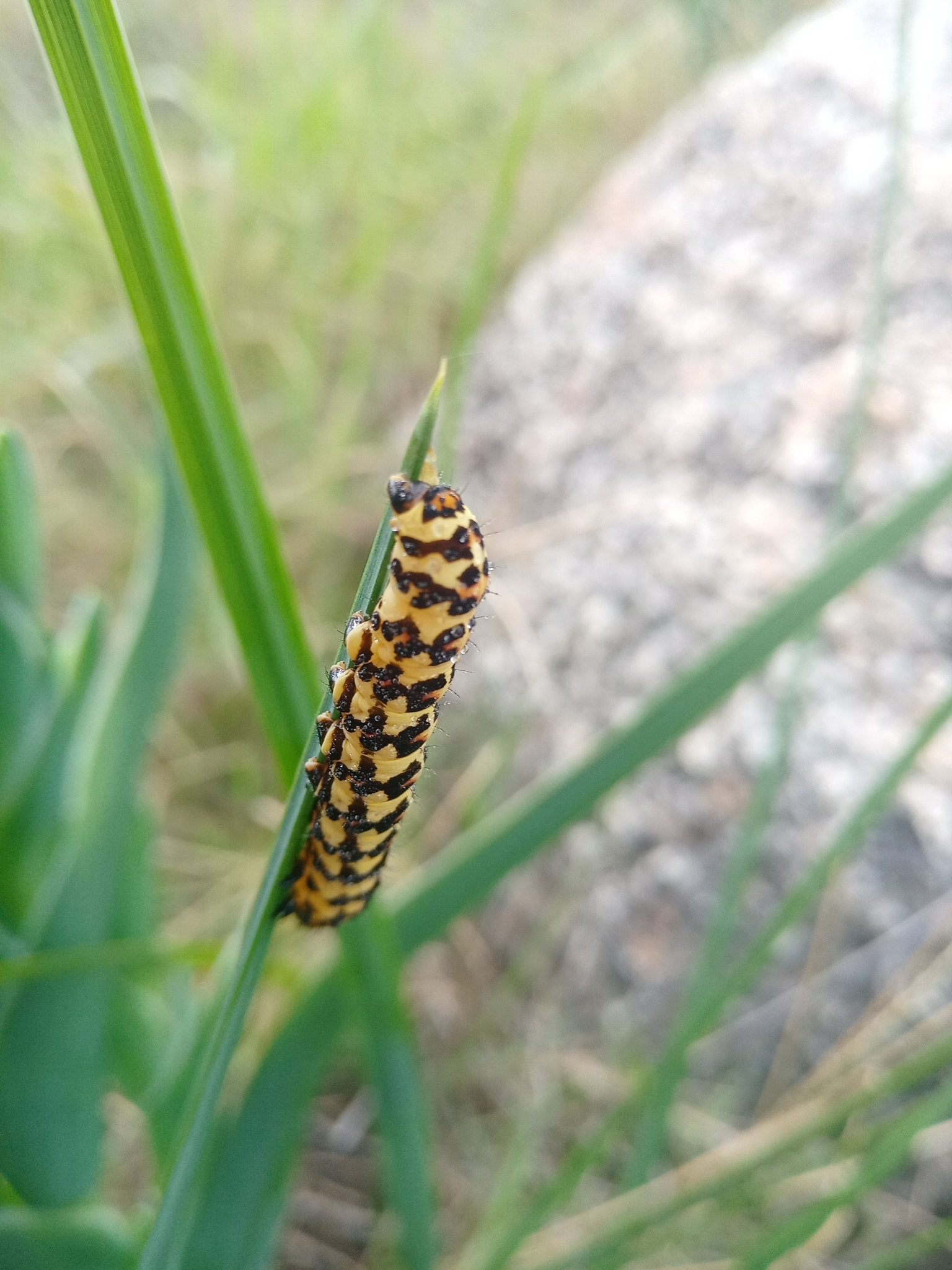 Diaphone eumela Stoll, 1781