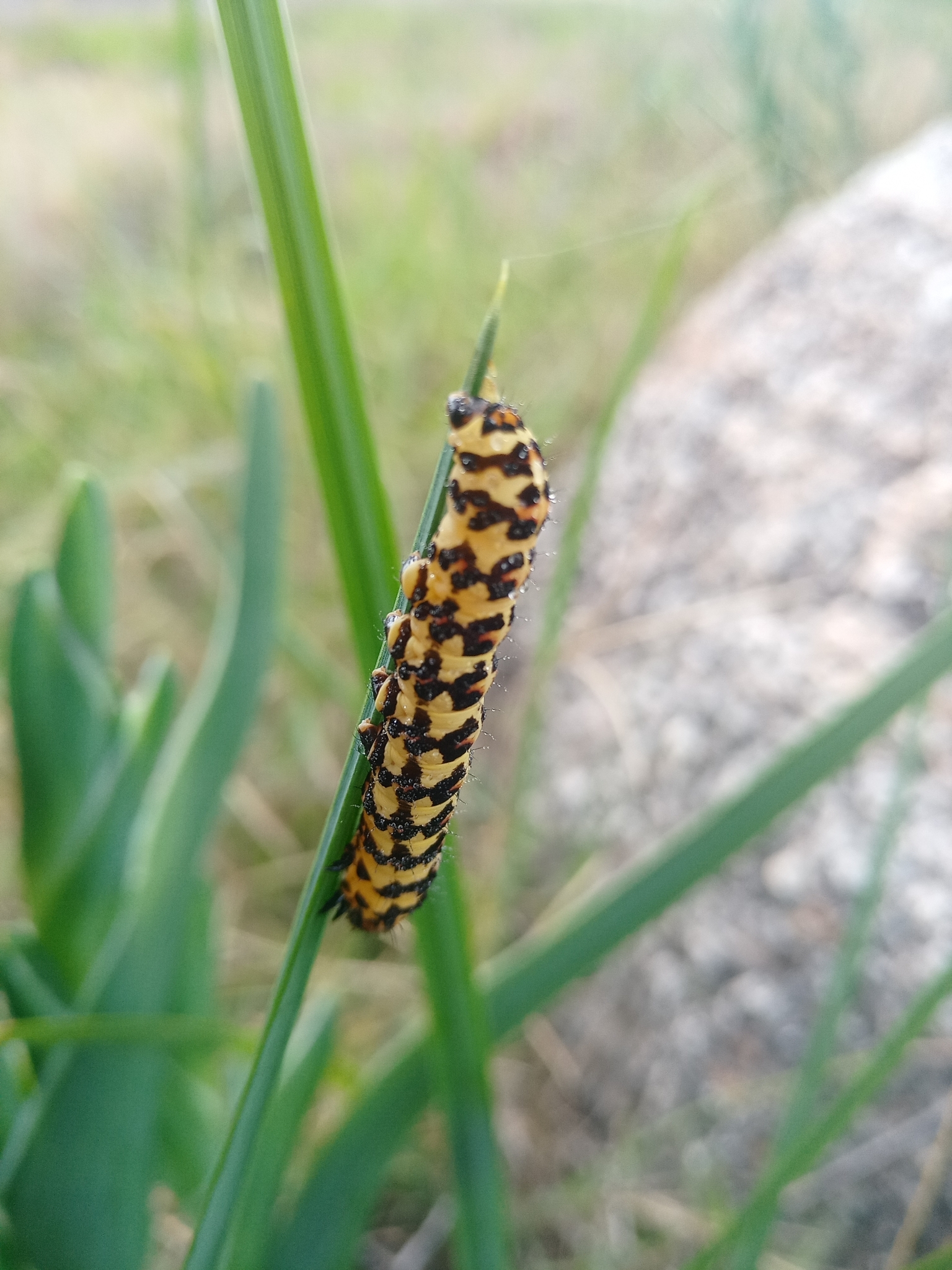 Diaphone eumela Stoll, 1781