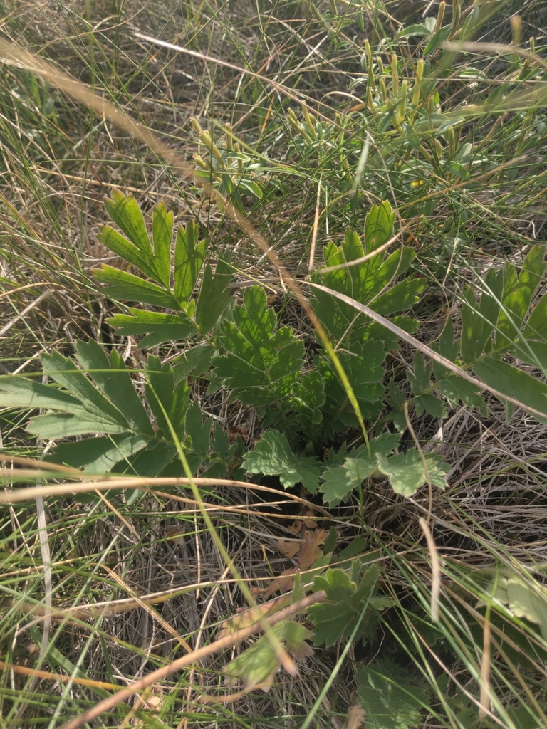 prairie smoke from Keene Township, MN, USA on July 27, 2022 at 06:21 PM ...