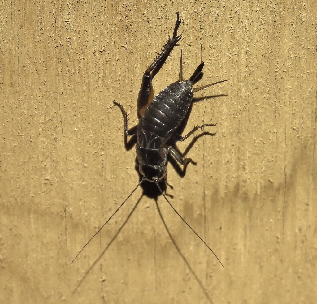 Fall Field Cricket from Nanaimo, BC, Canada on August 02, 2022 at 10:50 ...