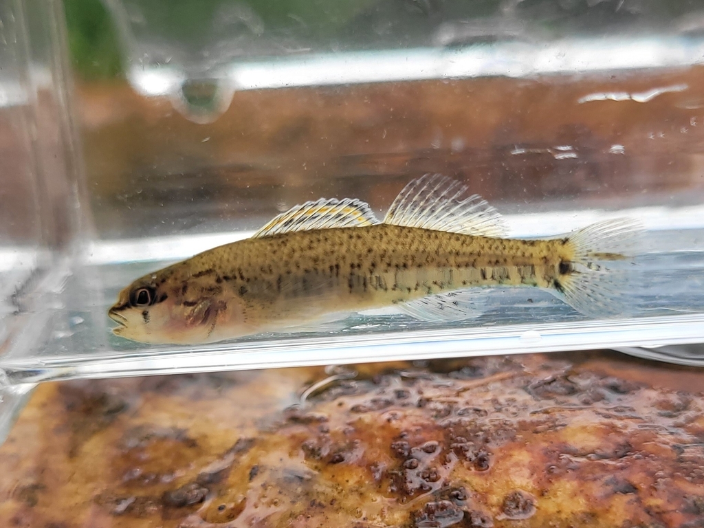 Rainbow Darter from Vergennes Township, MI, USA on August 03, 2022 at ...