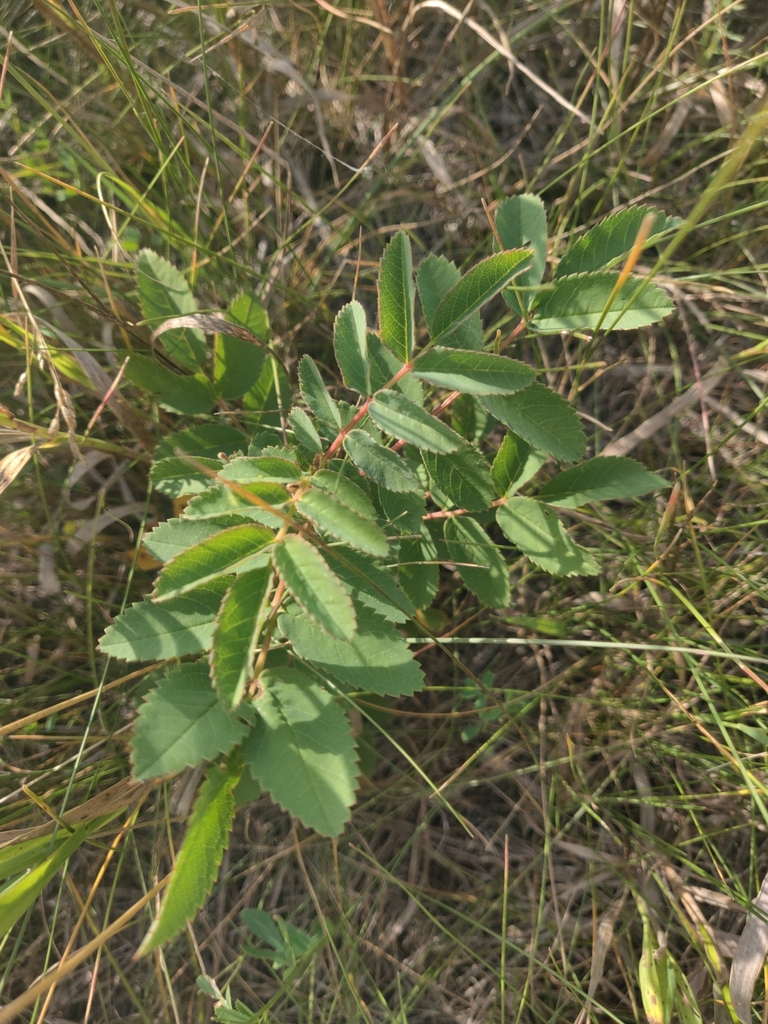 prairie rose from felton prairie sna on July 27, 2022 at 06:11 PM by ...