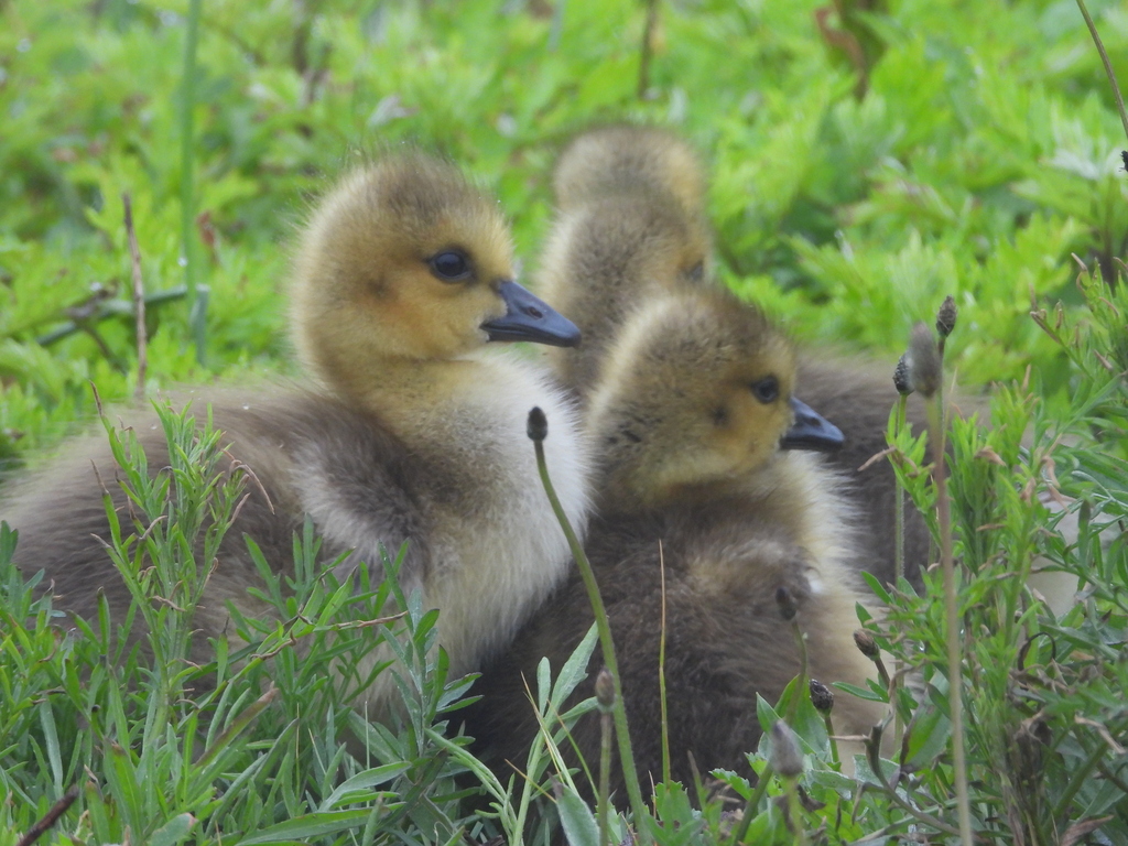 Canada Goose from Galloway, NJ, USA on May 14, 2022 at 06:29 PM by ...