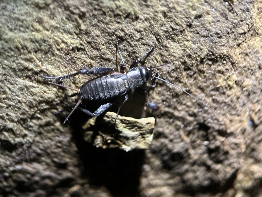 Fall Field Cricket from Route 211, St. Mary's, NS, CA on July 30, 2022 ...