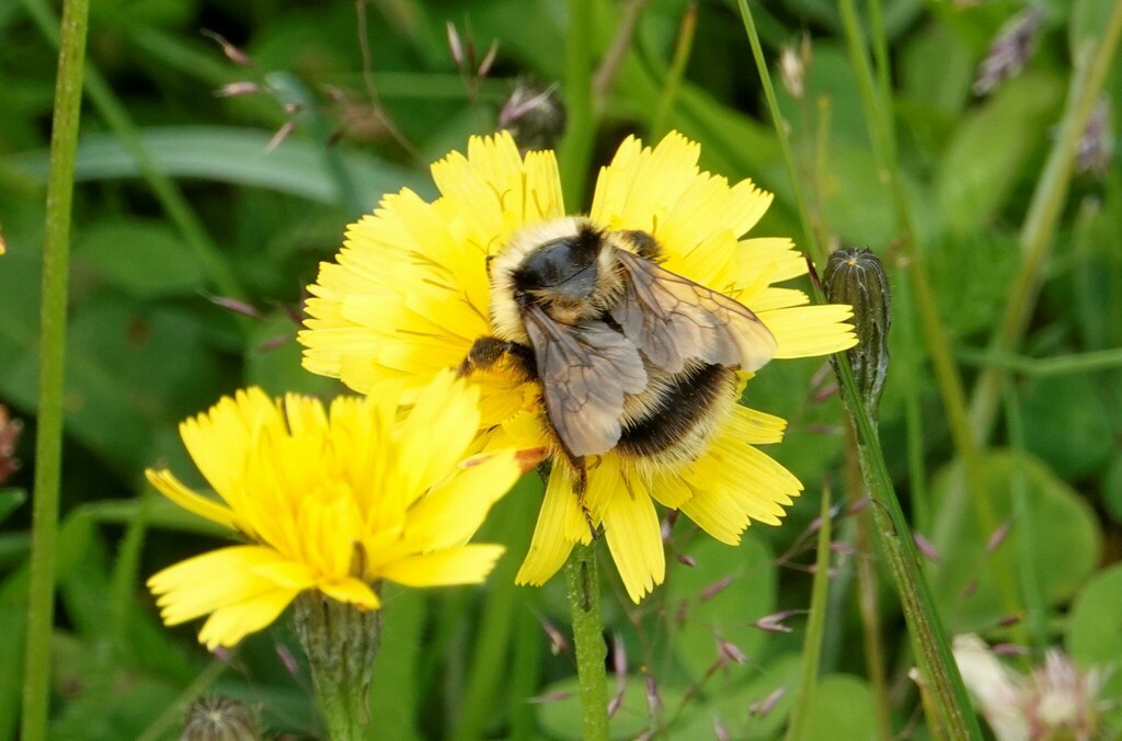 Bolster's Bumble Bee from Newfoundland and Labrador A0K 2X0, Canada on ...