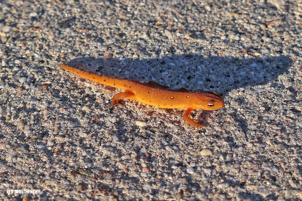 Eastern Newt from Bill Teron Park, Ottawa, ON, CA on August 03, 2022 at ...